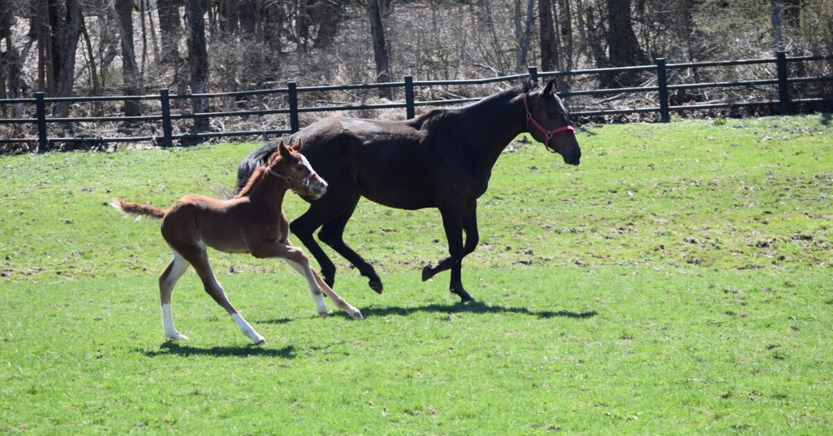 Huntington Stables | Pixie Plus